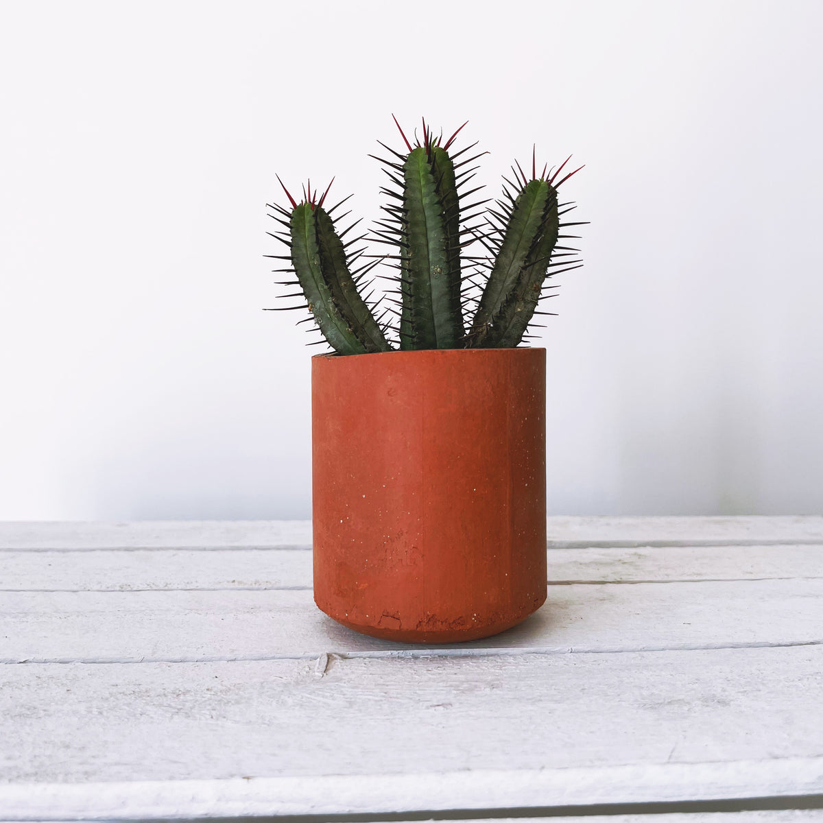 Barry's Top Care Tips! – Barry The Cactus