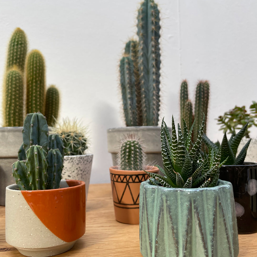 Cactus in ceramic pots – Barry The Cactus