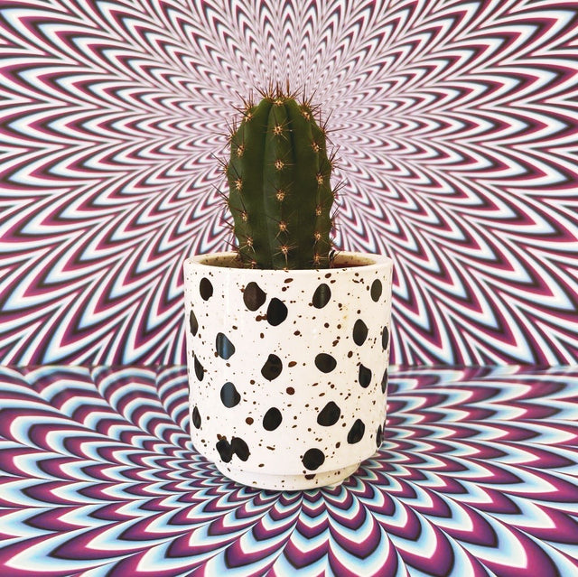 Barry The Cactus - Online cactus and succulent shop.