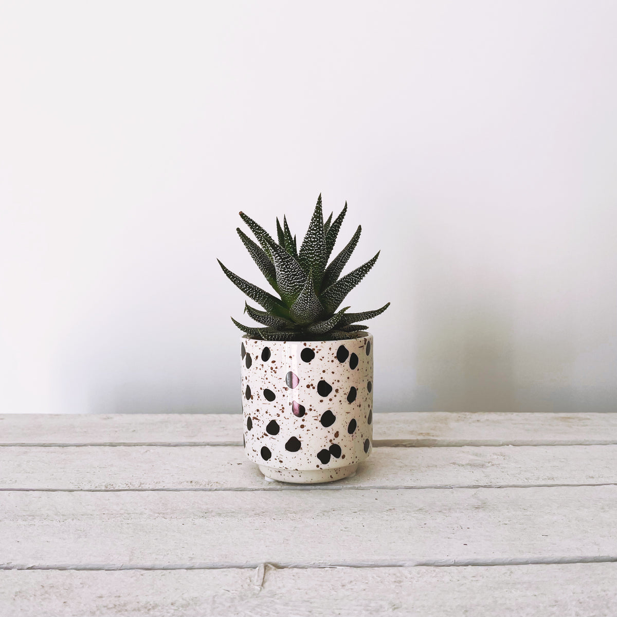 Ashawali Spot – Barry The Cactus