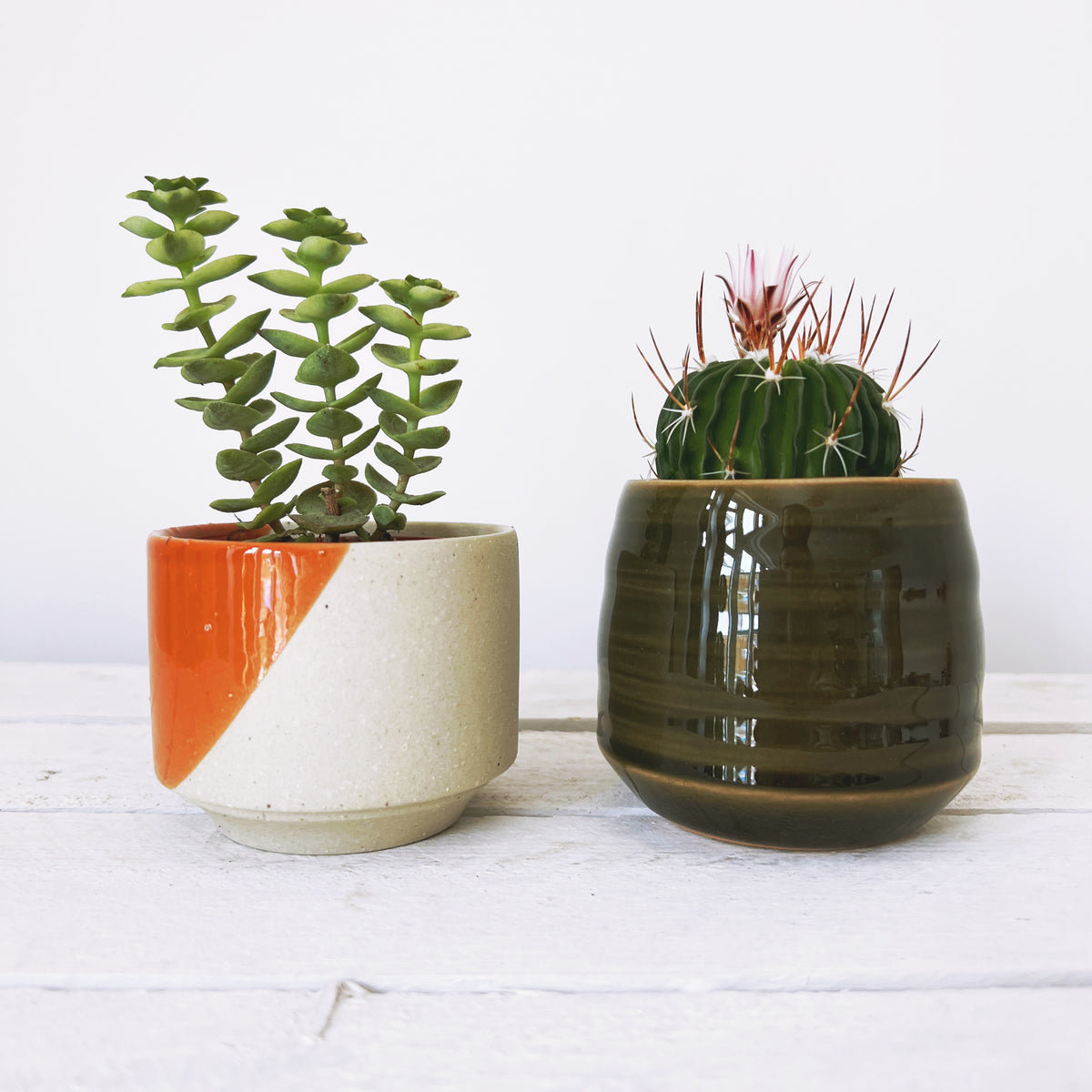 Barry's Duets – Barry The Cactus